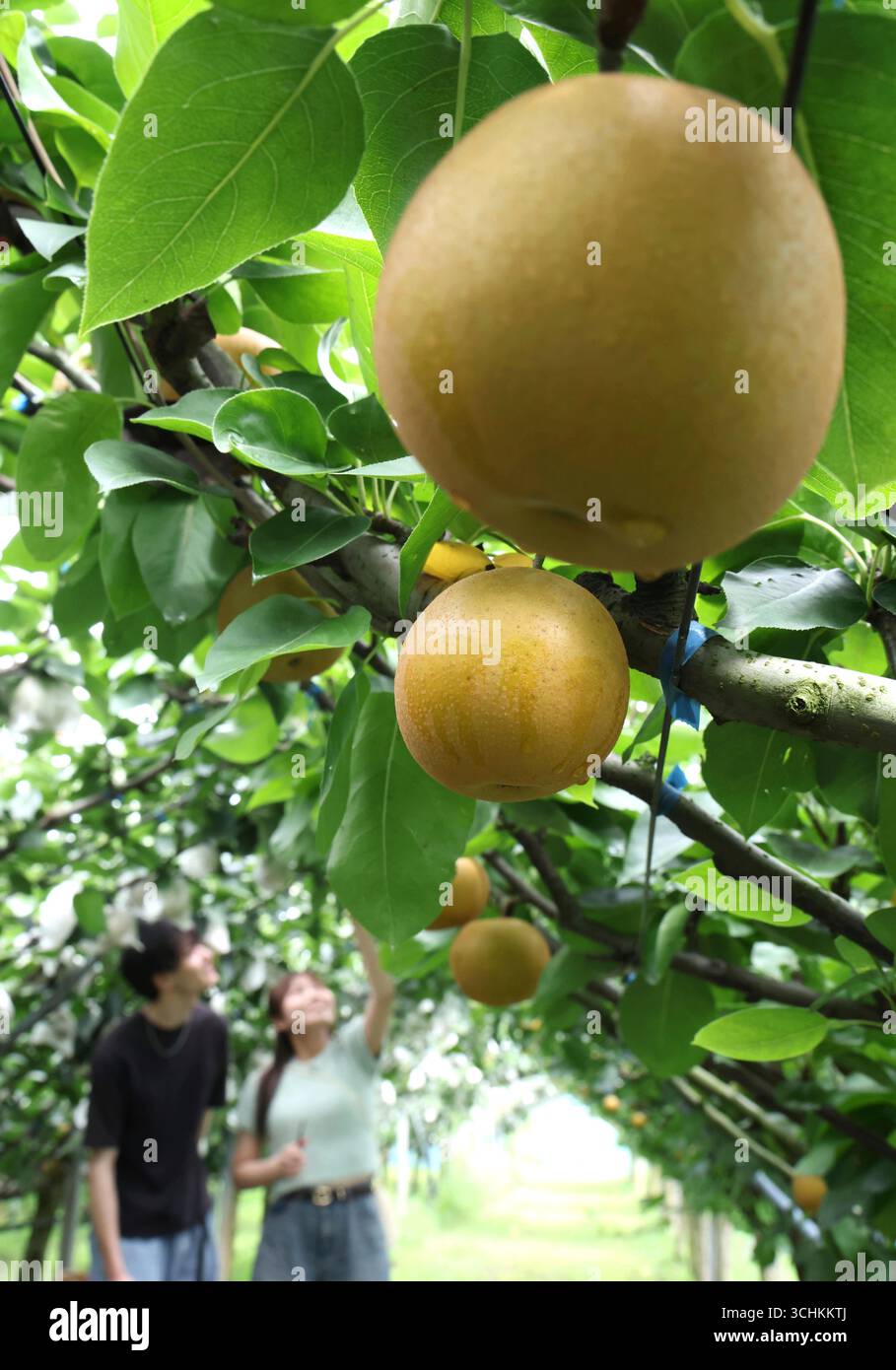 Visitors enjoy a pear-picking at an orchid in Okawa Town Imari City ...