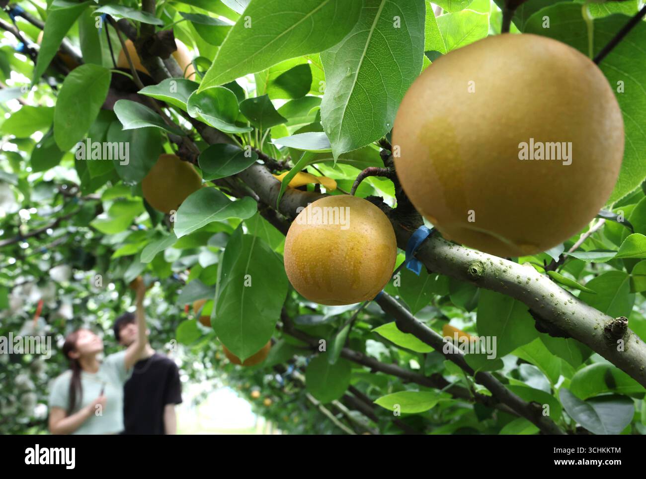 Visitors enjoy a pear-picking at an orchid in Okawa Town Imari City ...
