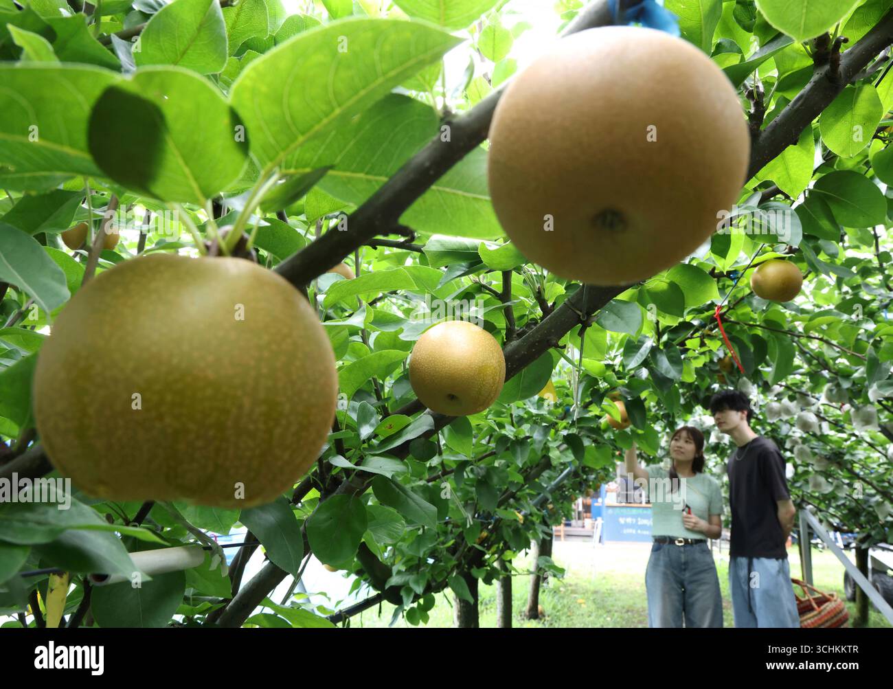 Visitors enjoy a pear-picking at an orchid in Okawa Town Imari City ...