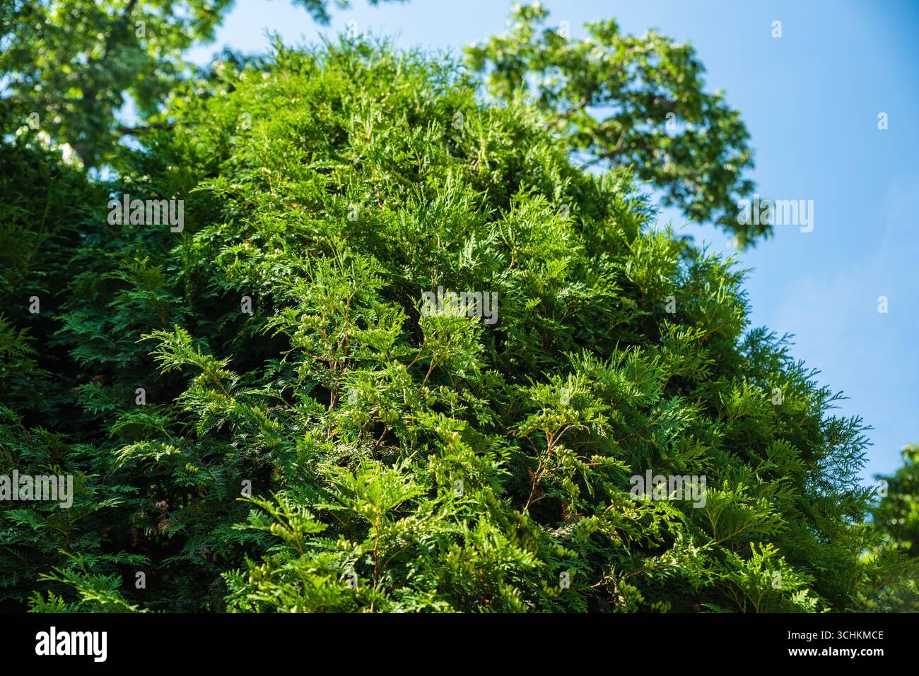 Thuja occidentalis tree standing tall against clear blue sky, evergreen ...