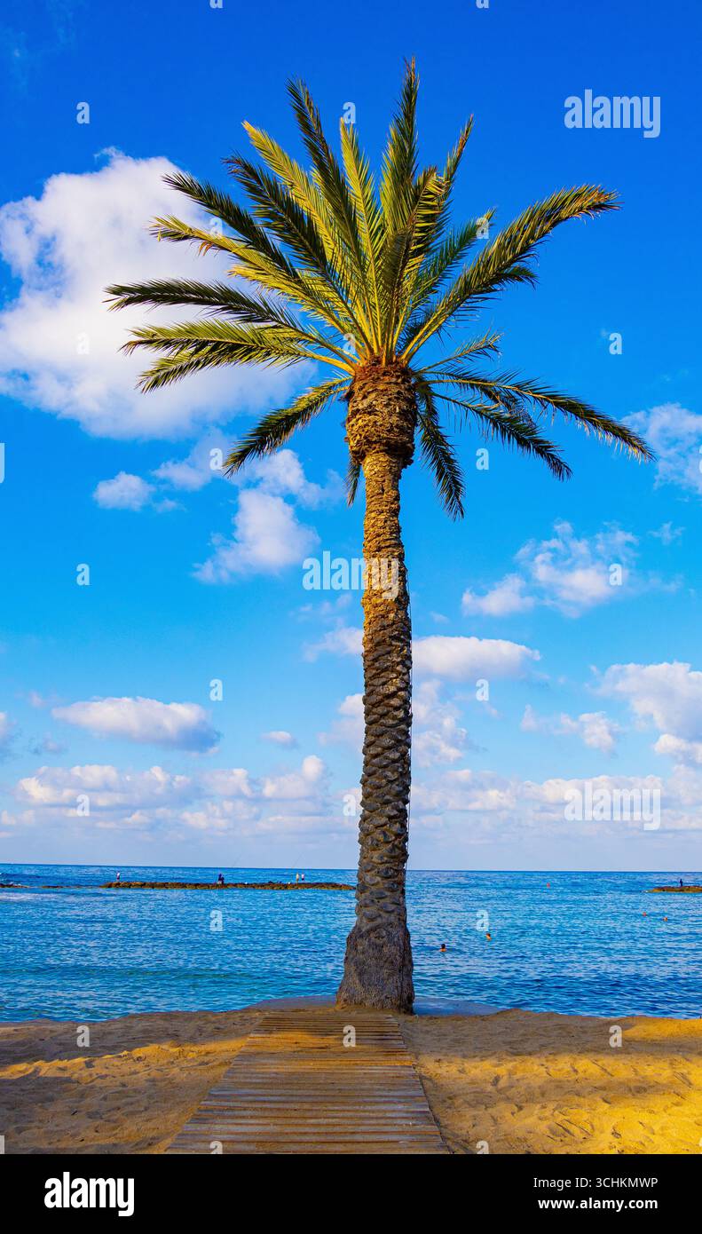 Palm tree on the beach Mediterranean sea at sunrise, Cyprus Stock Photo ...