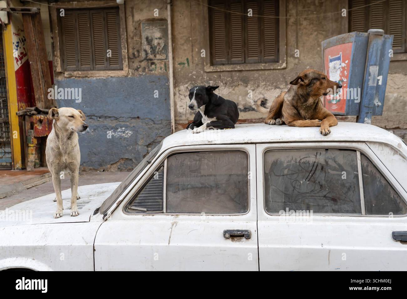 April 16, 2025, Cairo, Egypt: Three stray typical Egyptian street dogs ...