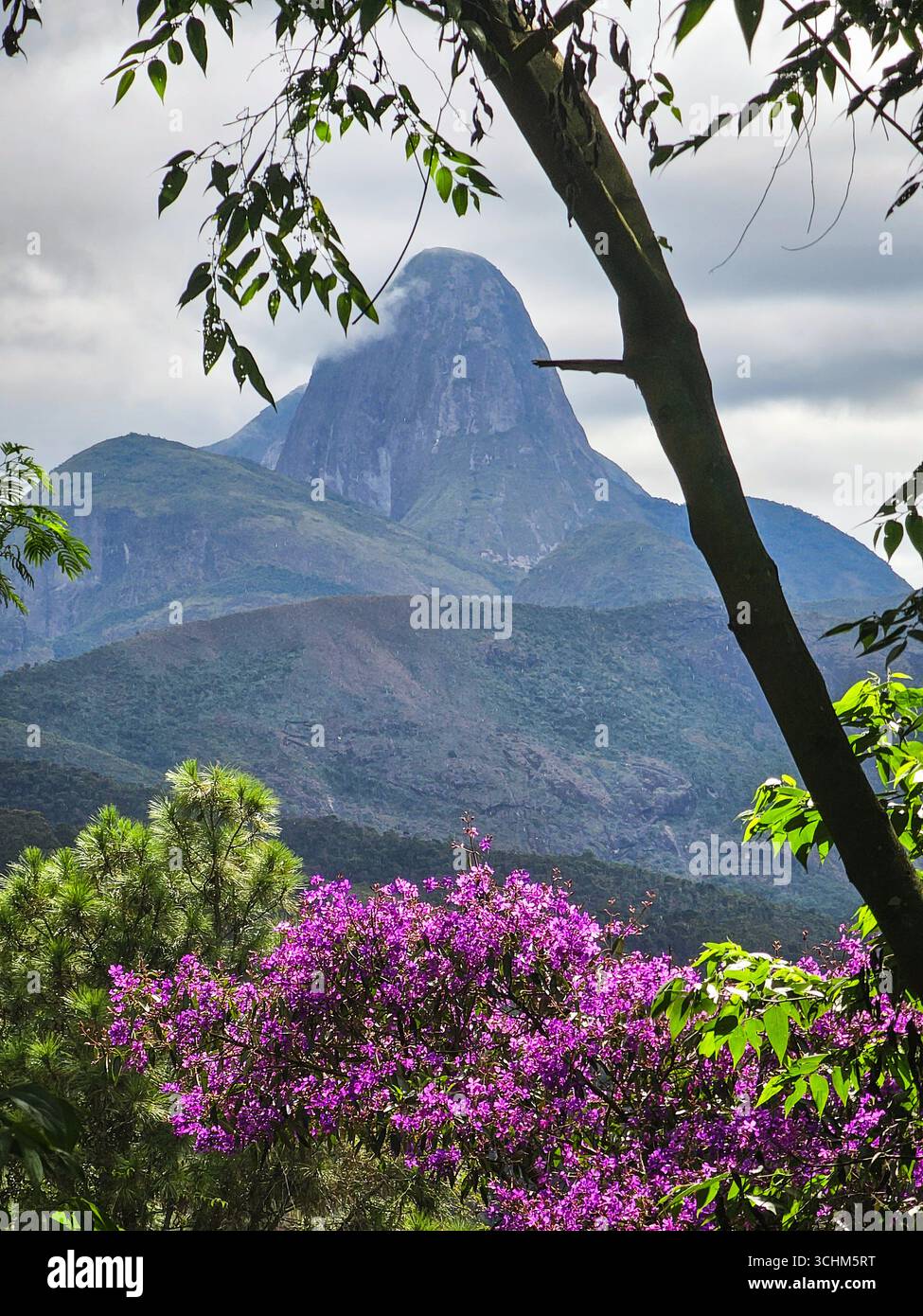 Purple Flowering Tree Against Maria Comprida Mountain in Itaipava ...