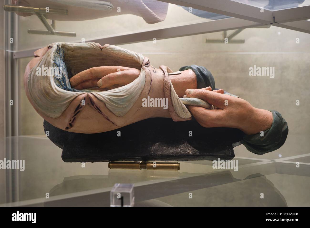 An obstetric model, showing placenta, afterbirth. At the uterus ...