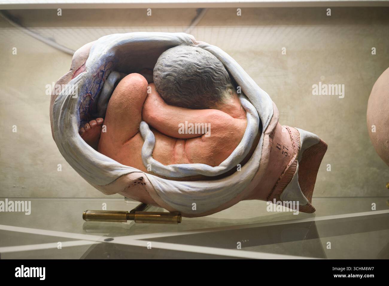A baby obstetric model. At the uterus, pregnancy gallery, science ...