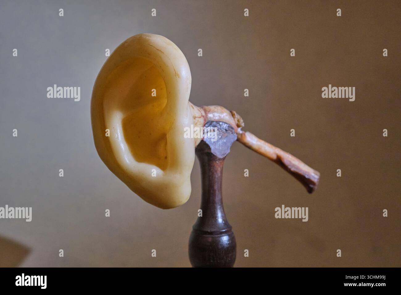 Ear anatomy wax model by artist Anna Morandi Manzollini. At the ...