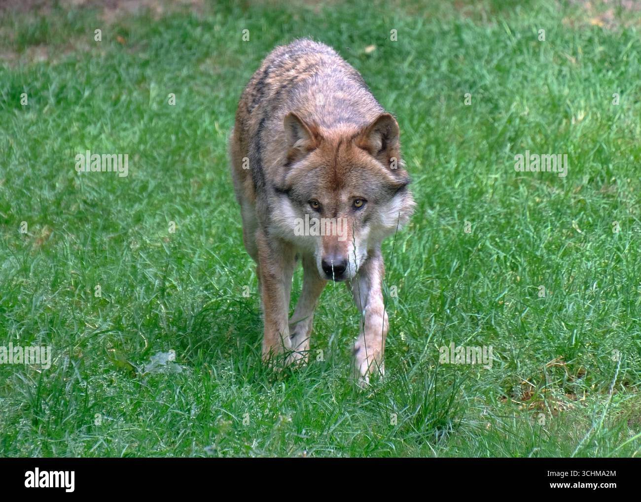 Wolf-Europaeischer Grauwolf in Deutschland in Aktion. Wolf-Grauwolf ...
