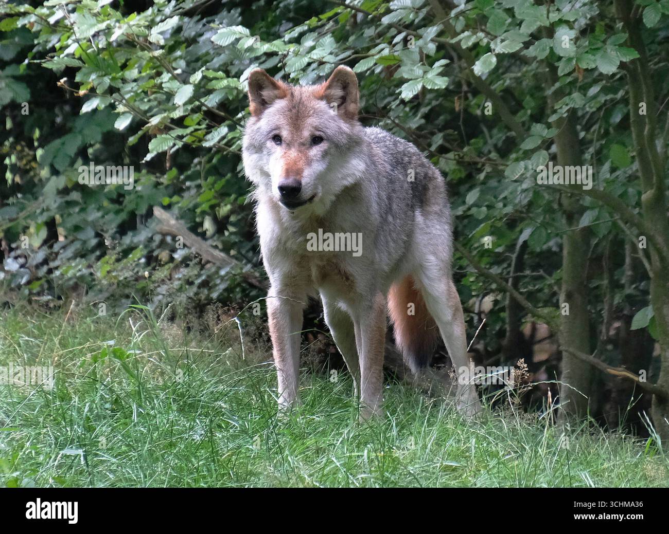 Wolf-Europaeischer Grauwolf in Deutschland in Aktion. Wolf-Grauwolf ...
