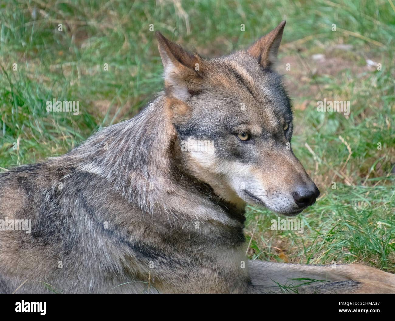 Wolf-Europaeischer Grauwolf in Deutschland in Aktion. Wolf-Grauwolf ...