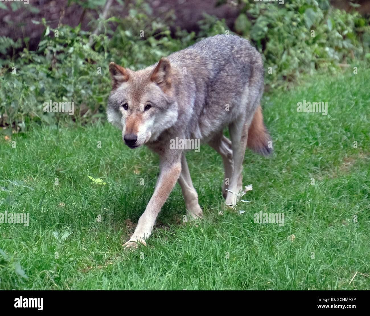 Wolf-Europaeischer Grauwolf in Deutschland in Aktion. Wolf-Grauwolf ...