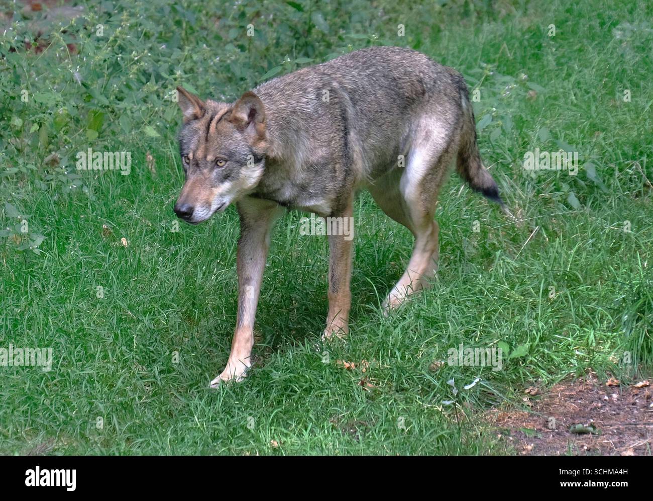 Wolf-Europaeischer Grauwolf in Deutschland in Aktion. Wolf-Grauwolf ...