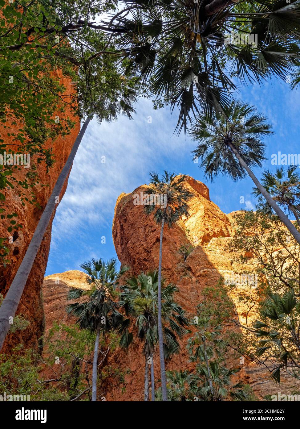 Mini palm gorge hi-res stock photography and images - Alamy