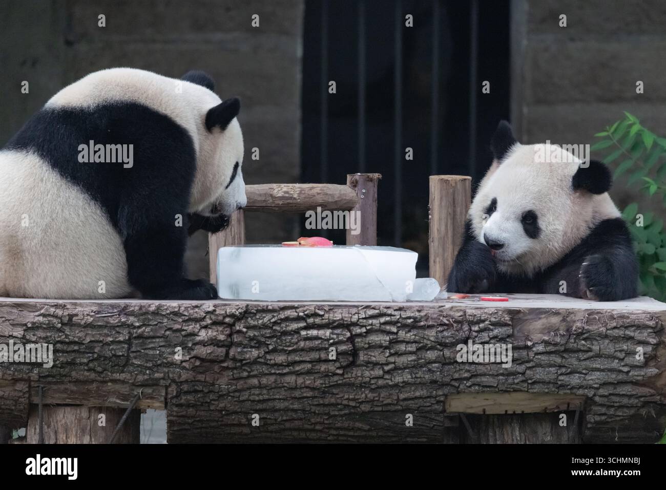 Giant pandas play at Chongqing Zoo, Chongqing, China, 31 August, 2025 ...