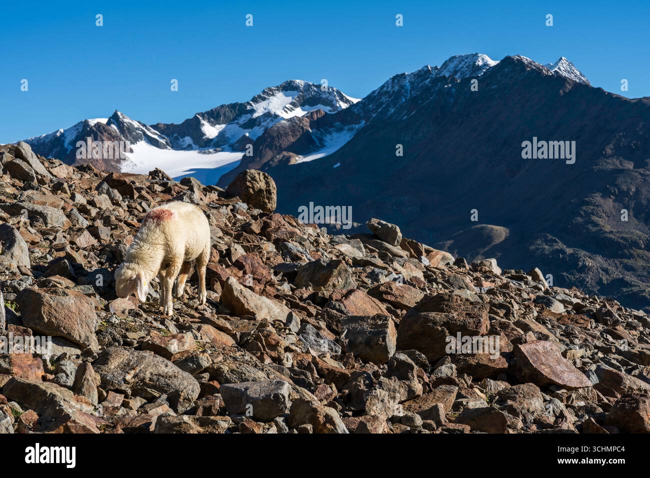 Sheep grazing in the austrian alps with Wildspitze in background Stock ...