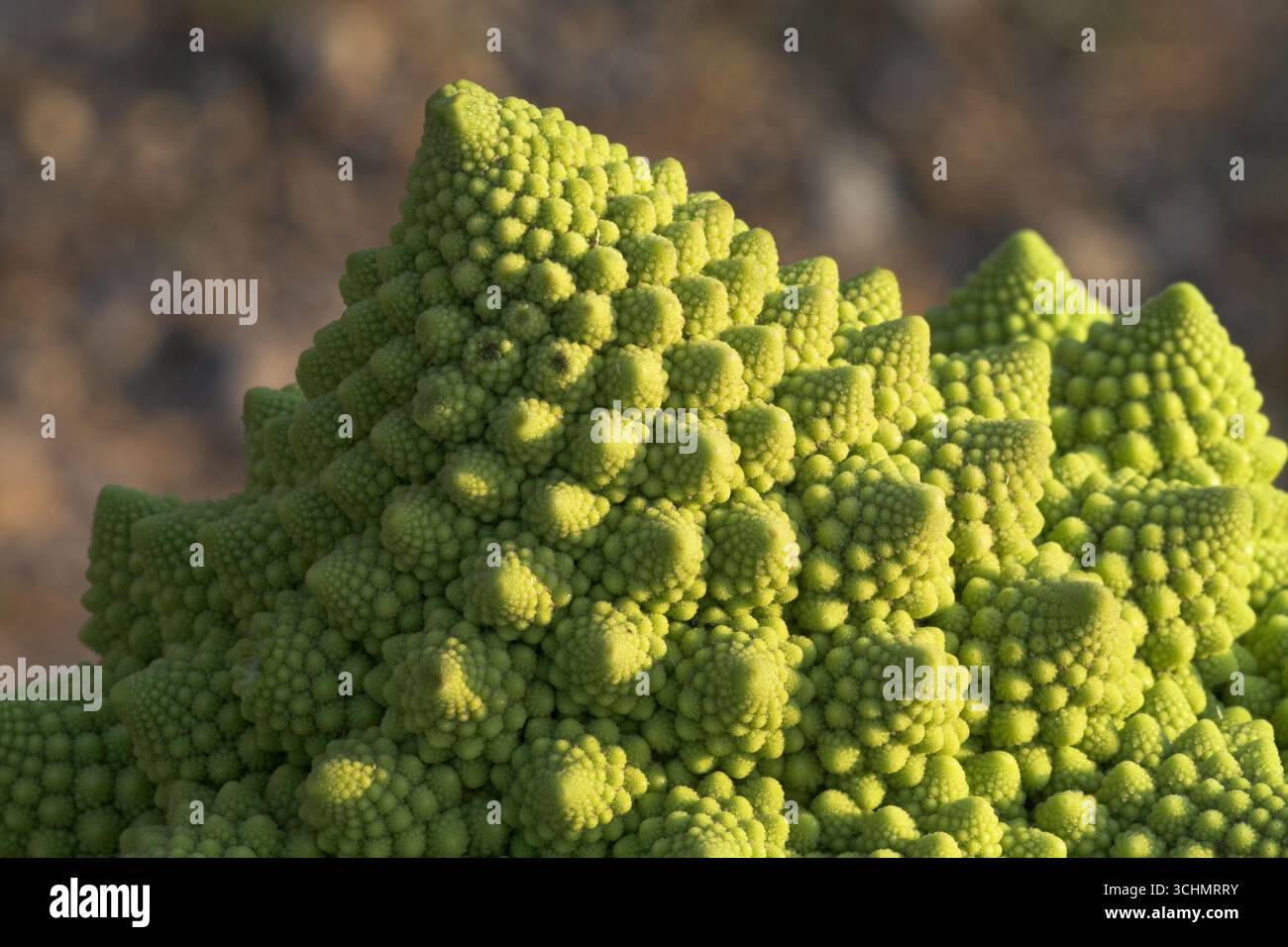 Romanesco broccoli Brassica oleracea Var. botrytis vegetable Stock ...