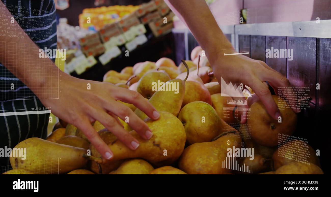 Sorting shopper's hands examining yellow pears at grocery store produce ...