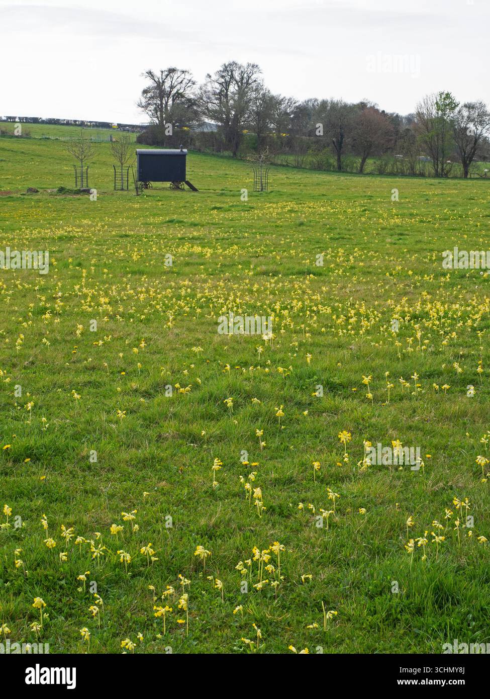Cowslip Primula veris mass in a field with a shepherds hut beyond ...