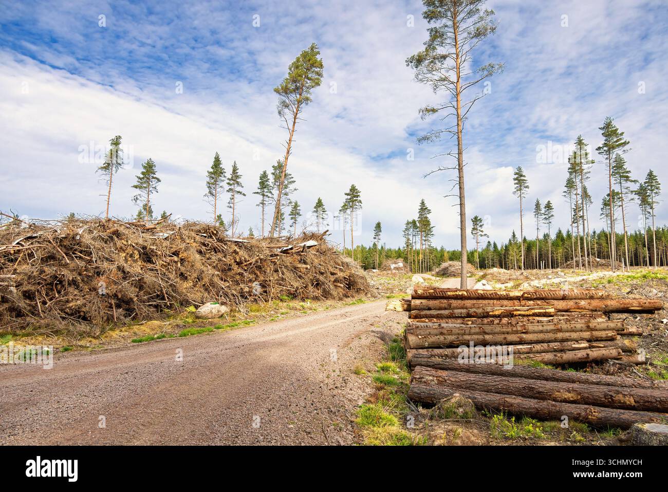 Timber logs by the roadside on a clearcutting in a woodland Stock Photo ...
