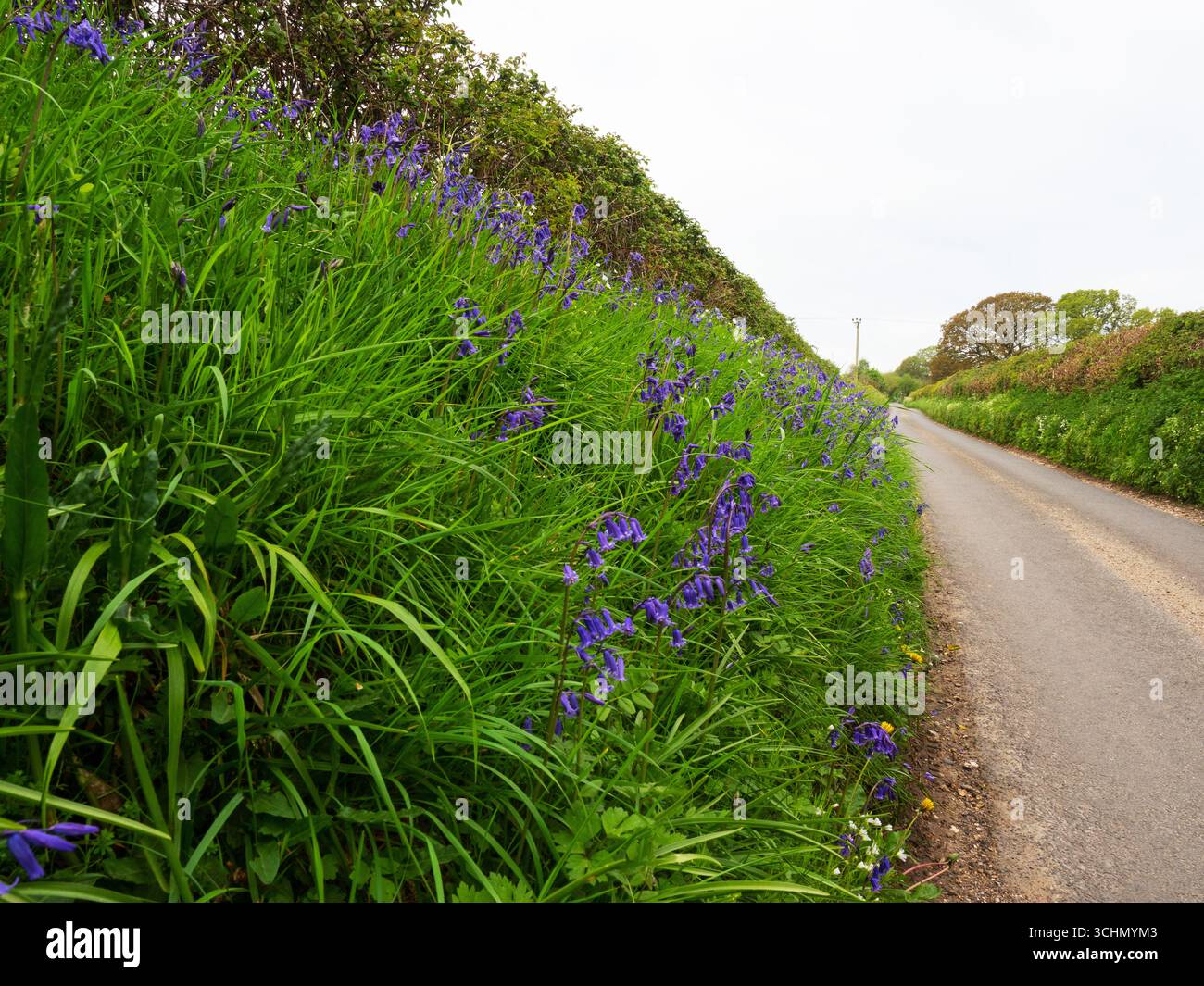 Bluebell Hyacinthoides non-scripta on a roadside bank, Damerham ...