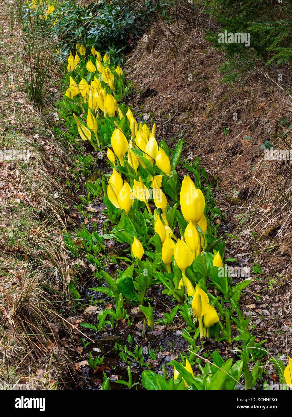 American skunk cabbage lysichiton americans growing in a ditch beside ...
