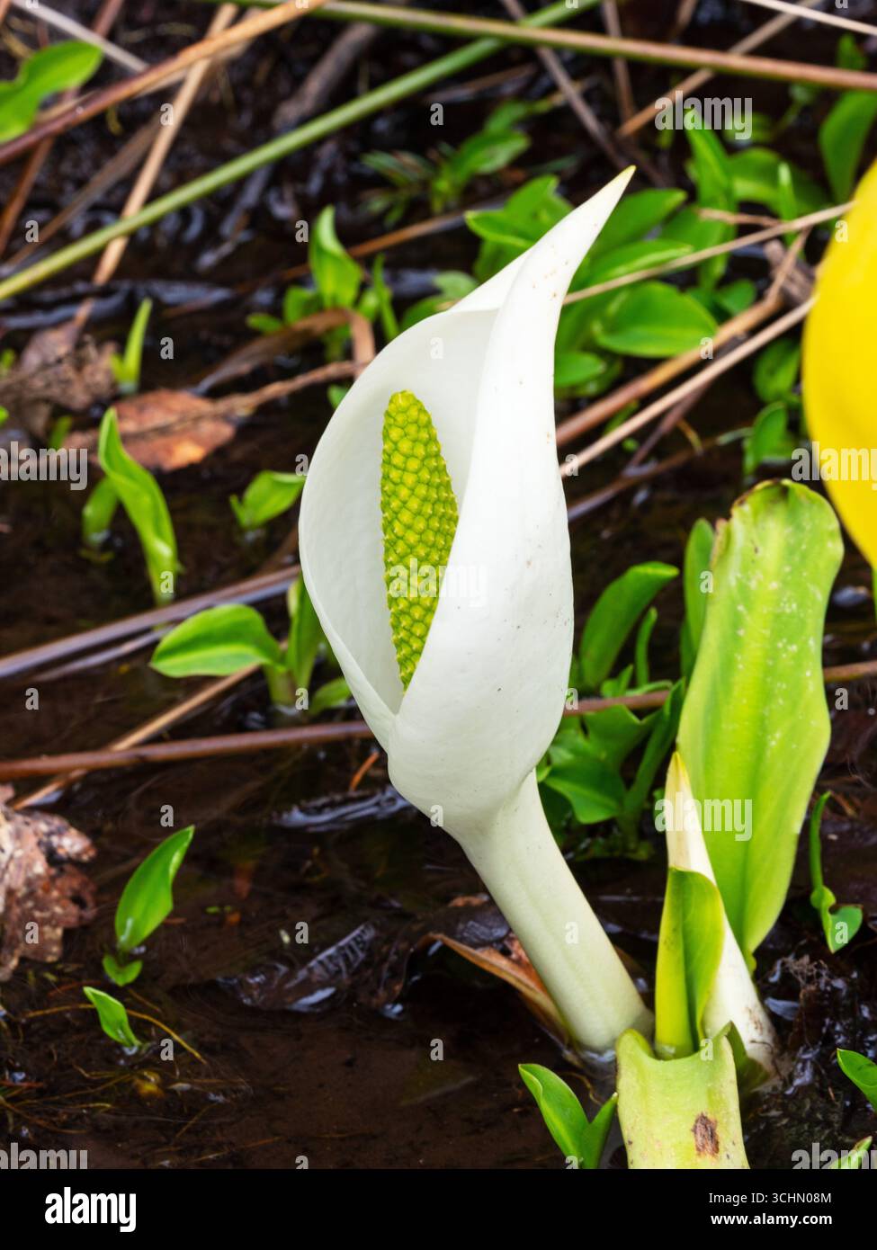 American skunk cabbage lysichiton americans white form growing in a ...