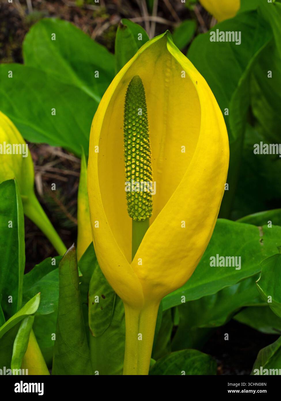 American skunk cabbage lysichiton americans growing in a ditch beside ...