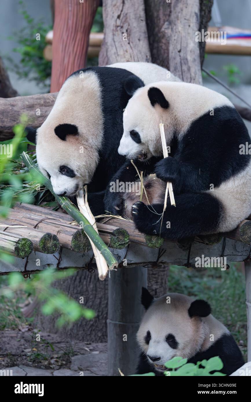 Giant pandas play at Chongqing Zoo, Chongqing, China, 31 August, 2025 ...