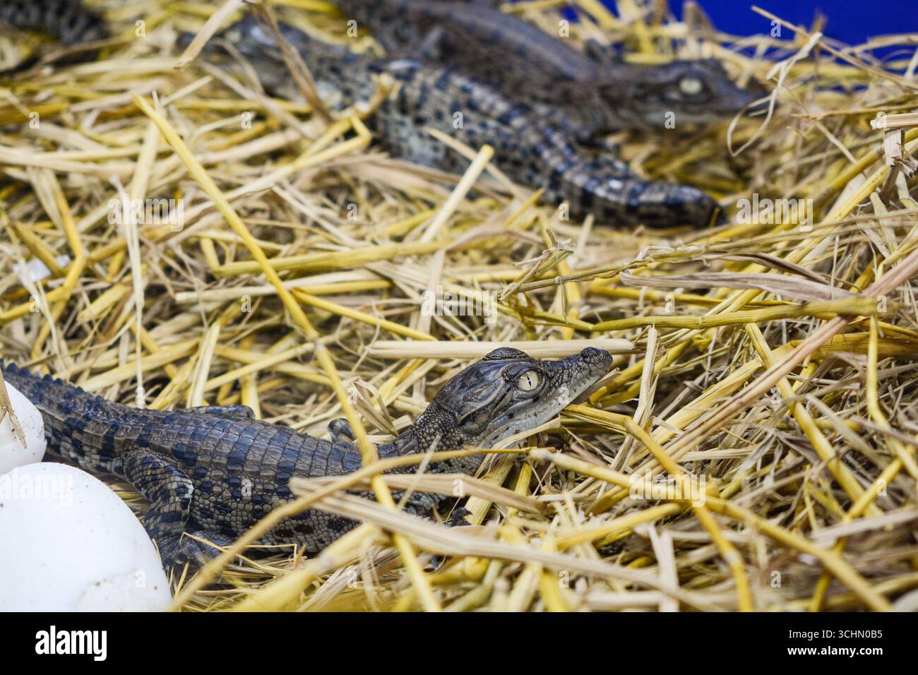A close-up shot of baby crocodiles hatching from eggs, highlighting ...