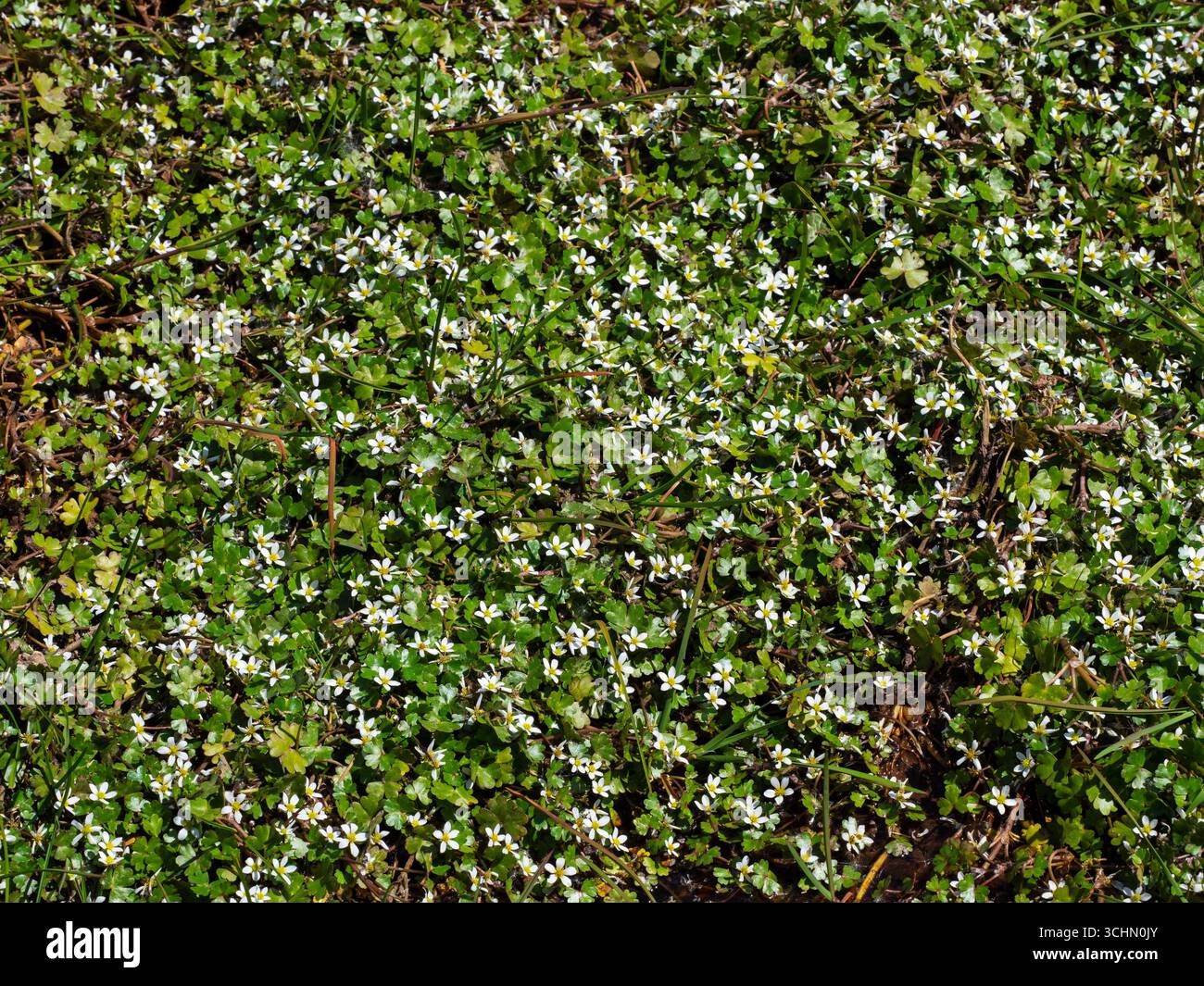 Round-leaved water crowfoot Ranunculus omiophyllus mass growing in a ...