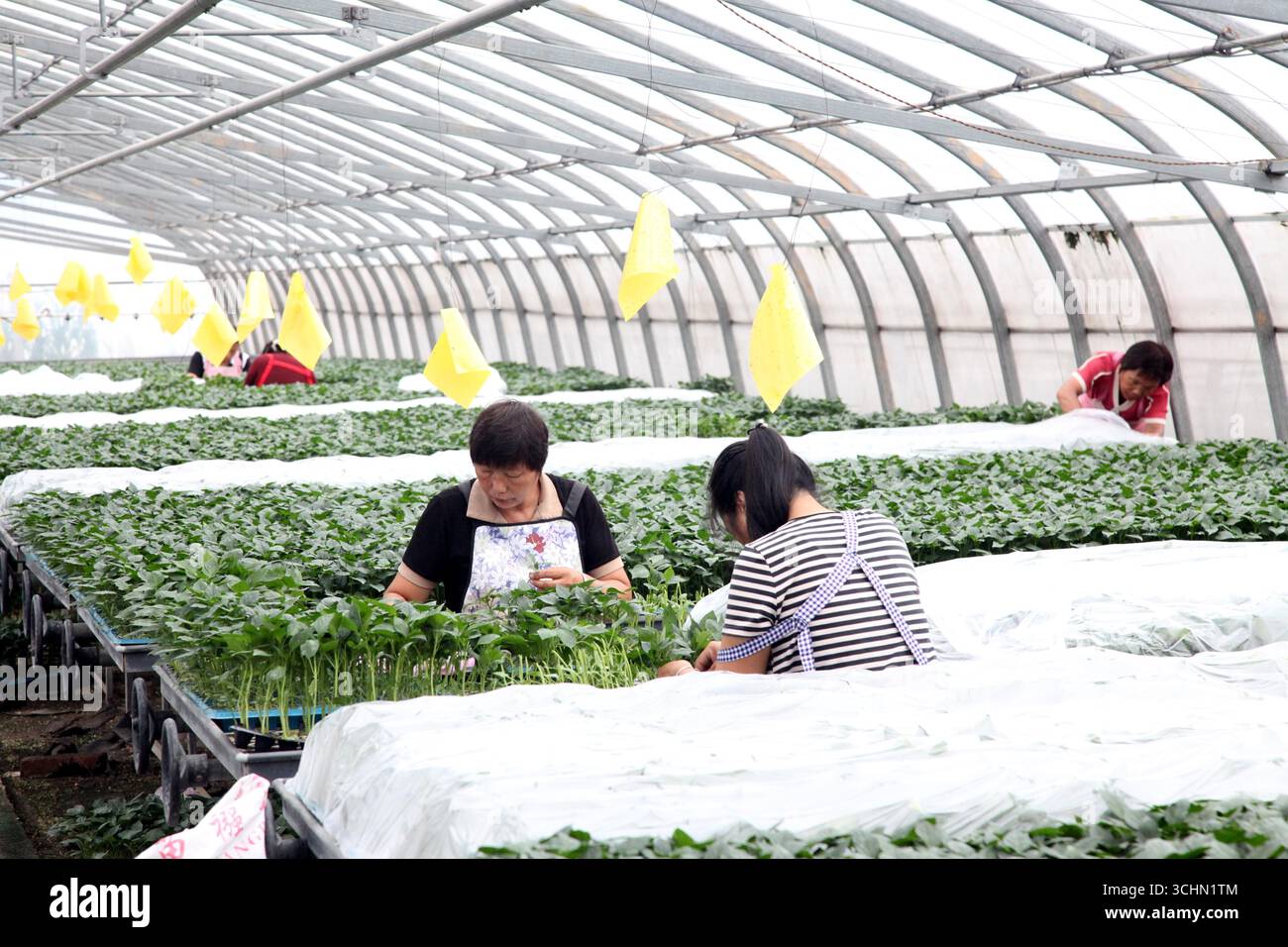 Farmers works in a vegetable seedling farm in Liaocheng City, east ...