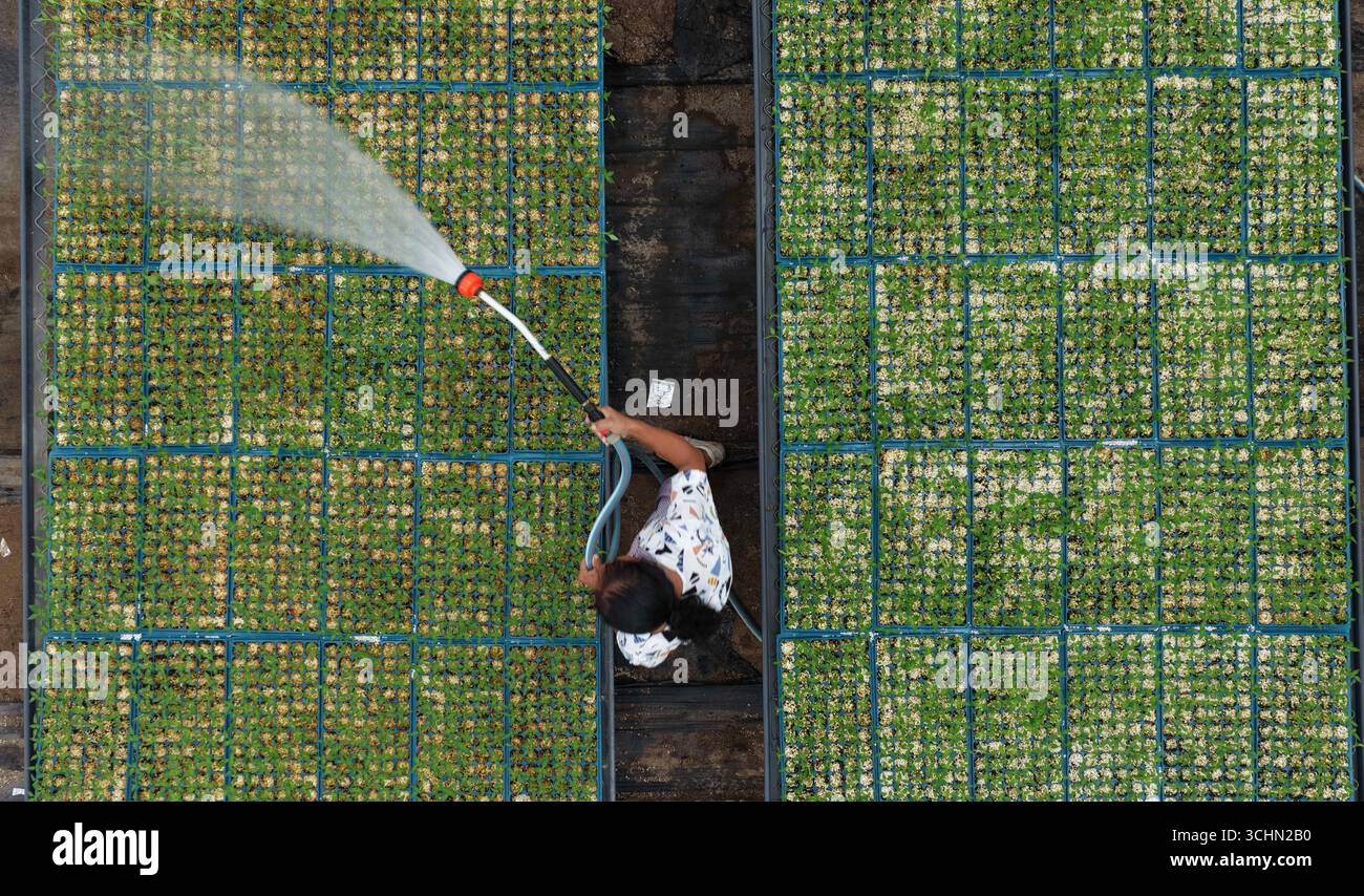 Farmers works in a vegetable seedling farm in Liaocheng City, east ...