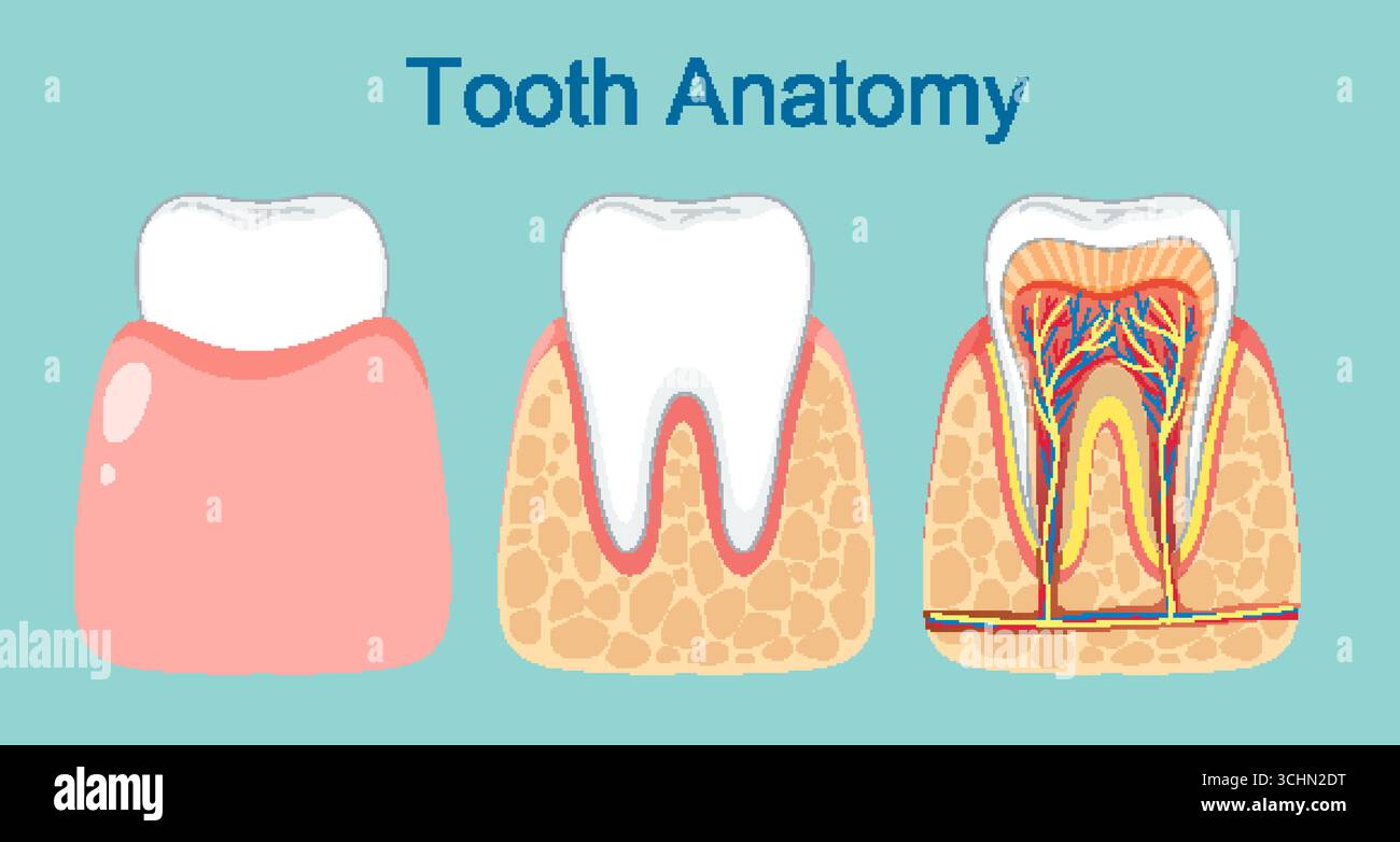 Illustration showing detailed layers of a tooth Stock Vector Image ...