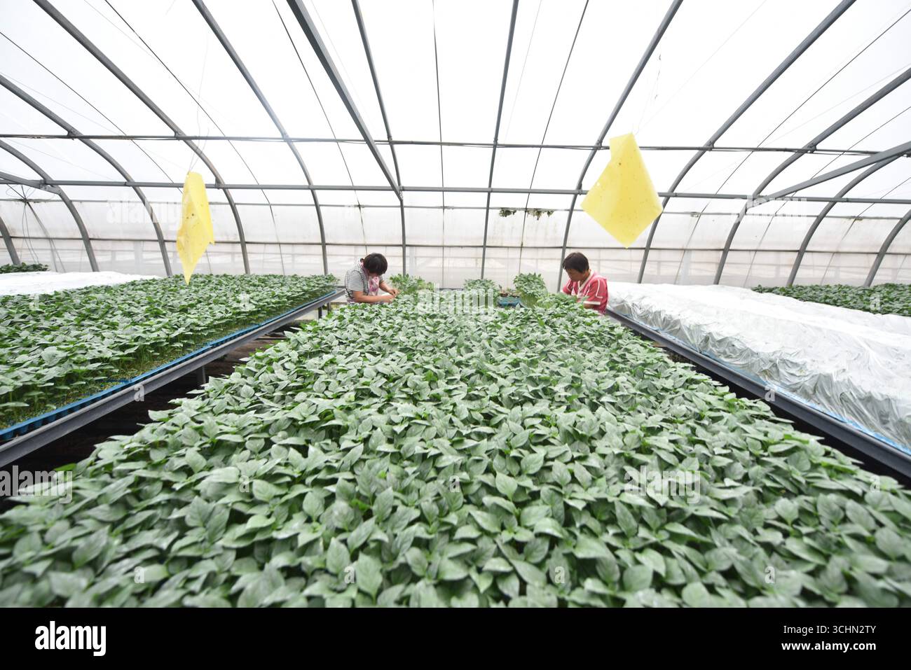 Farmers works in a vegetable seedling farm in Liaocheng City, east ...