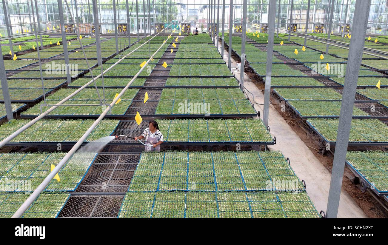 Farmers works in a vegetable seedling farm in Liaocheng City, east ...