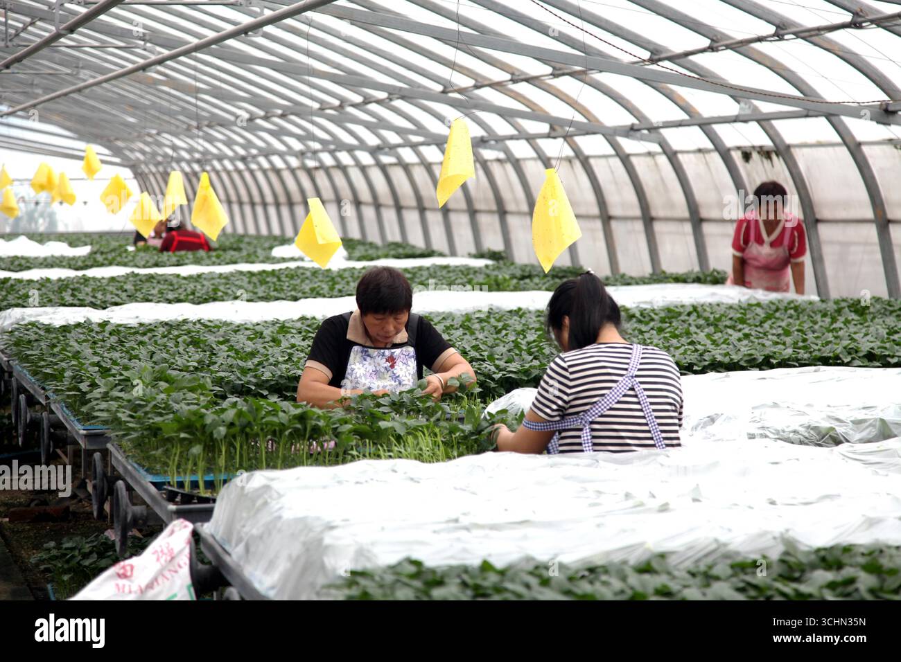 Farmers works in a vegetable seedling farm in Liaocheng City, east ...