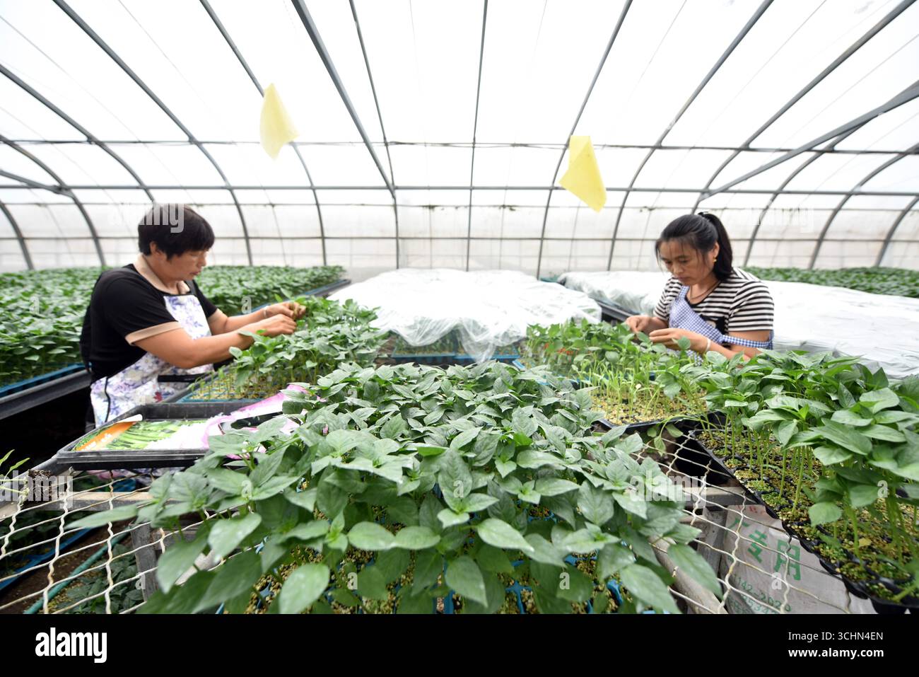 Farmers works in a vegetable seedling farm in Liaocheng City, east ...