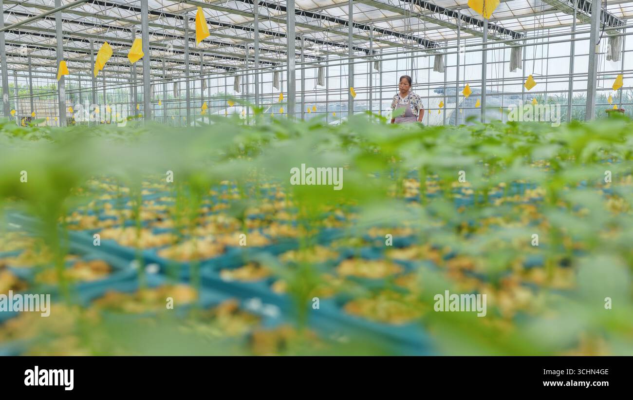 Farmers works in a vegetable seedling farm in Liaocheng City, east ...