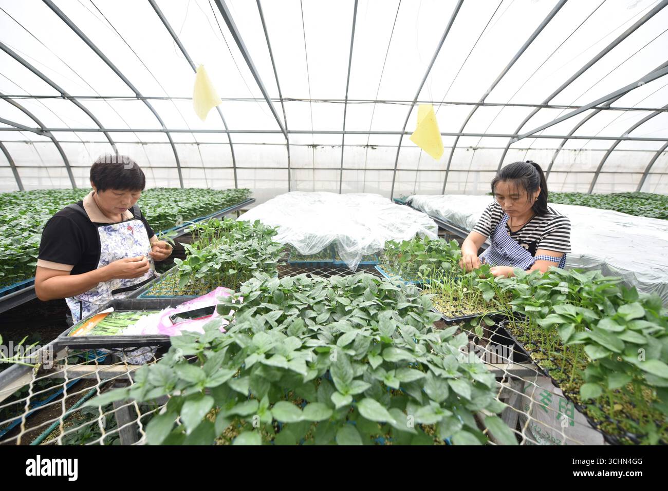 Farmers works in a vegetable seedling farm in Liaocheng City, east ...