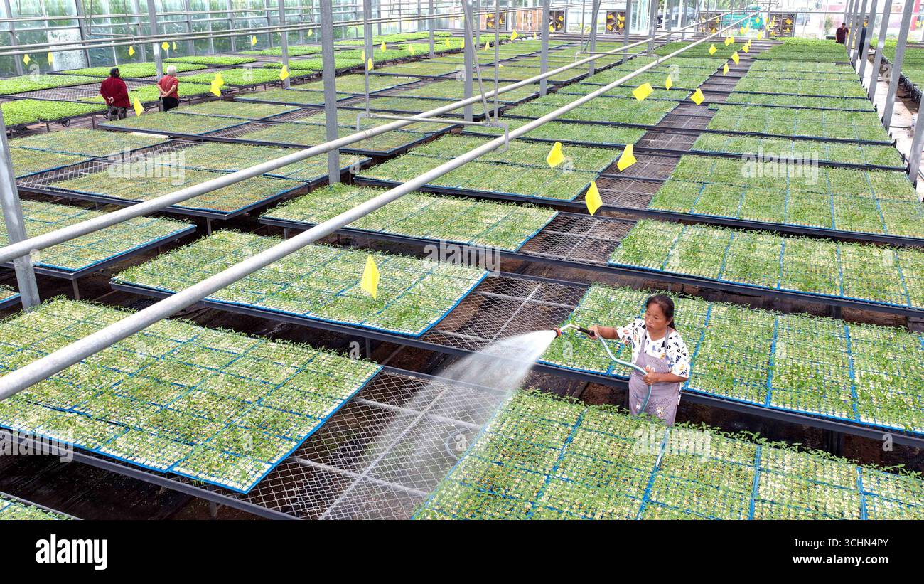 Farmers works in a vegetable seedling farm in Liaocheng City, east ...