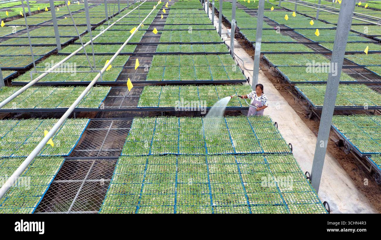 Farmers works in a vegetable seedling farm in Liaocheng City, east ...