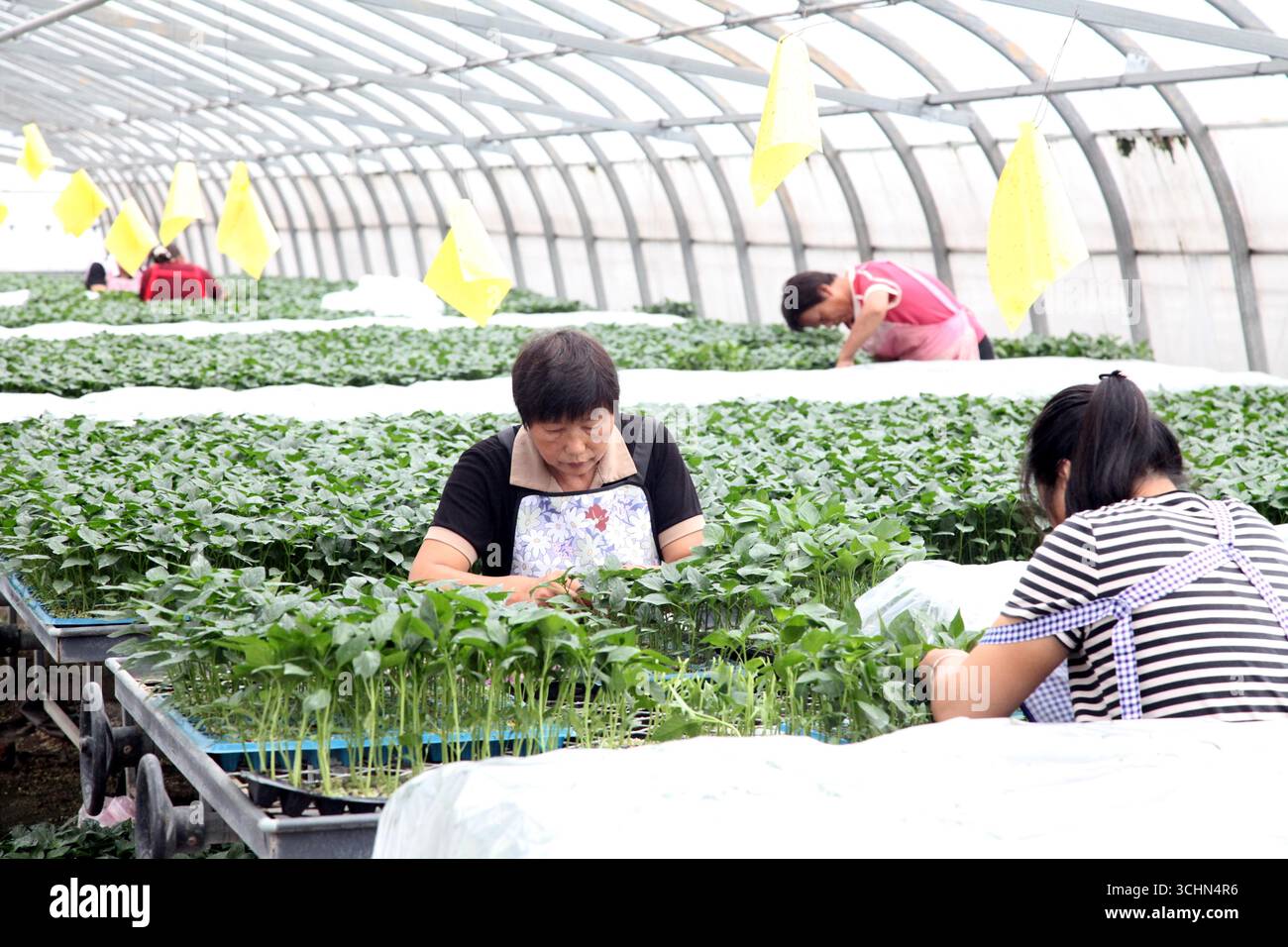 Farmers works in a vegetable seedling farm in Liaocheng City, east ...