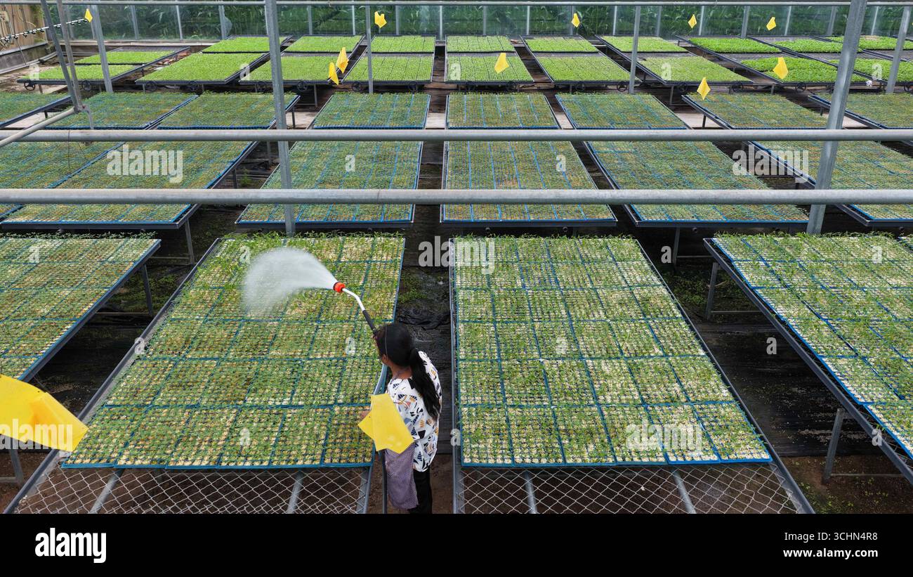 Farmers works in a vegetable seedling farm in Liaocheng City, east ...