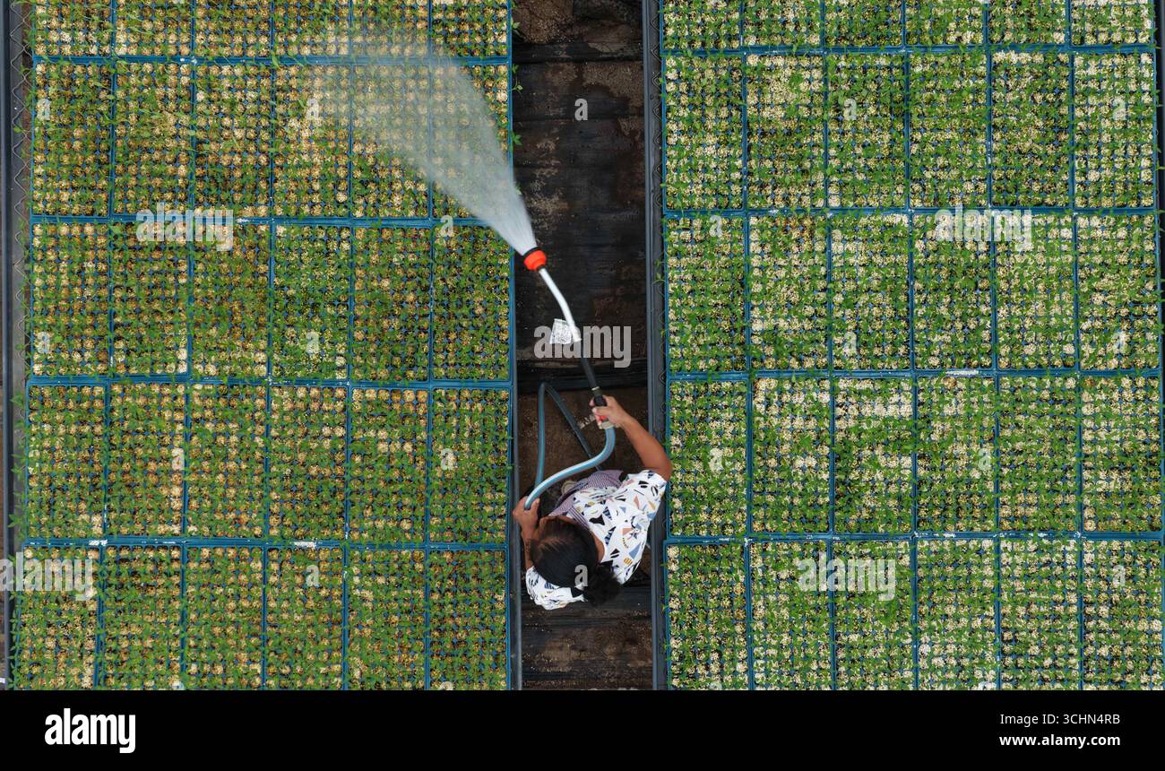 Farmers works in a vegetable seedling farm in Liaocheng City, east ...