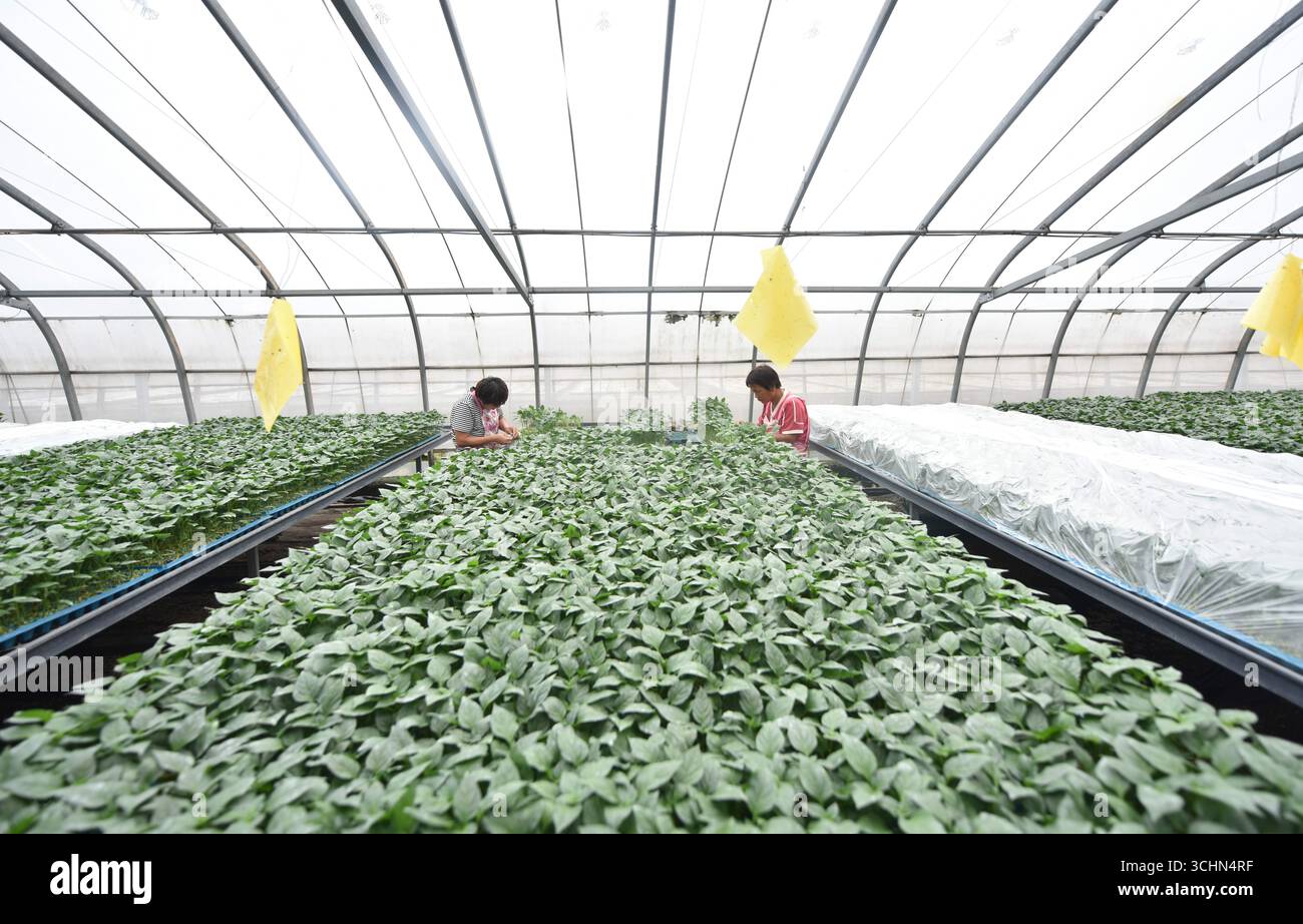 Farmers works in a vegetable seedling farm in Liaocheng City, east ...