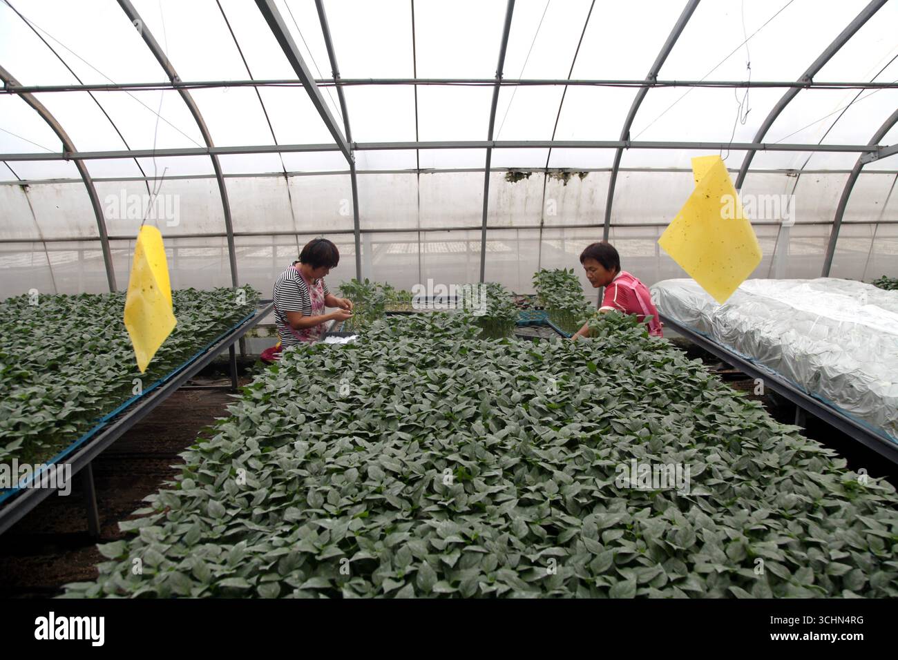 Farmers works in a vegetable seedling farm in Liaocheng City, east ...