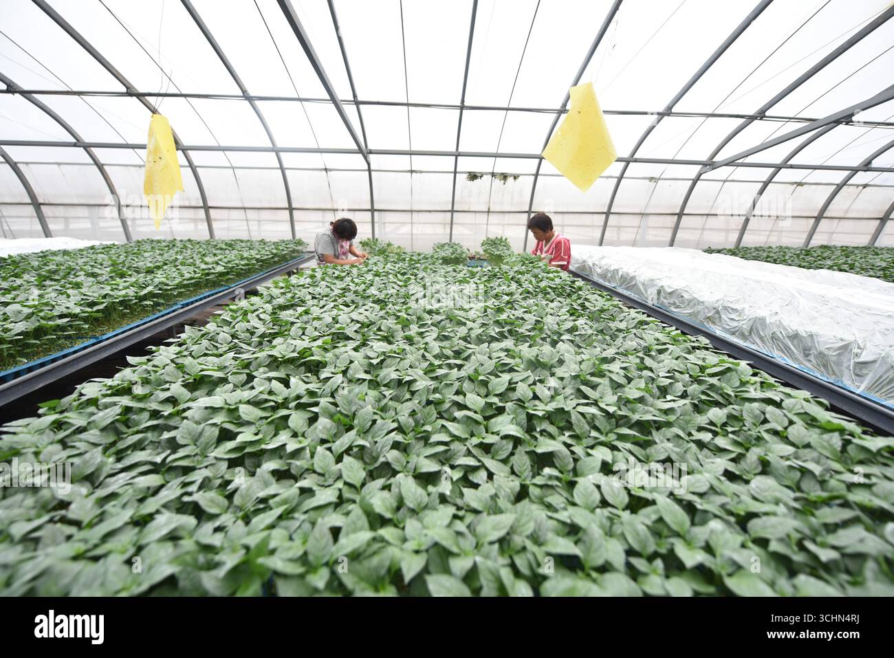 Farmers works in a vegetable seedling farm in Liaocheng City, east ...