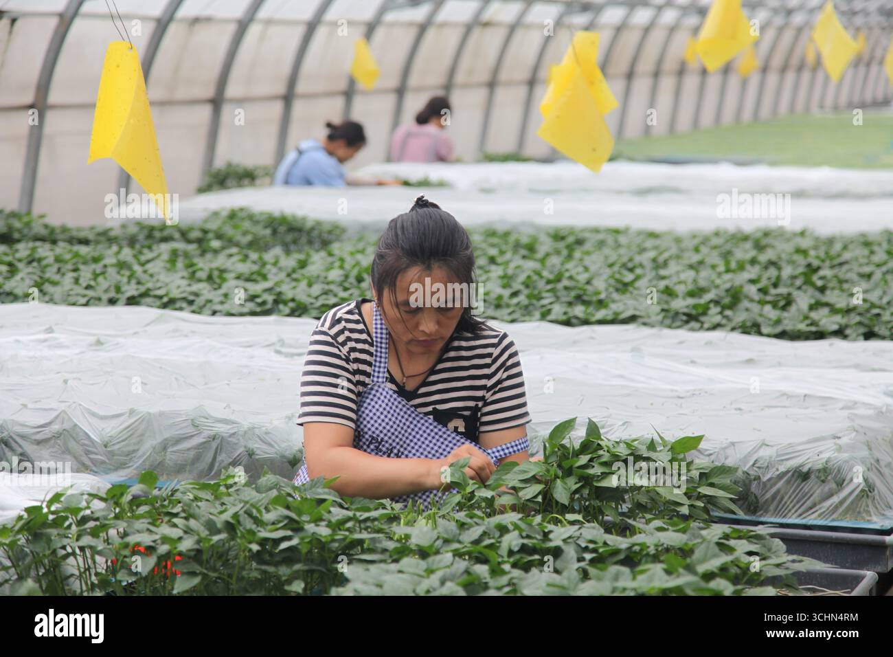 Farmers works in a vegetable seedling farm in Liaocheng City, east ...