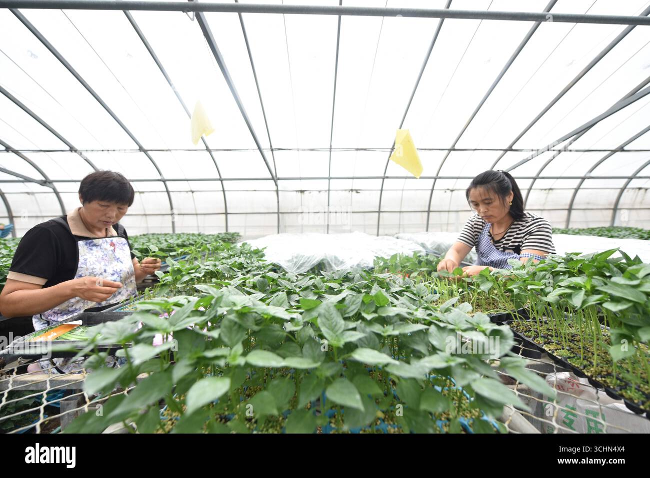 Farmers works in a vegetable seedling farm in Liaocheng City, east ...