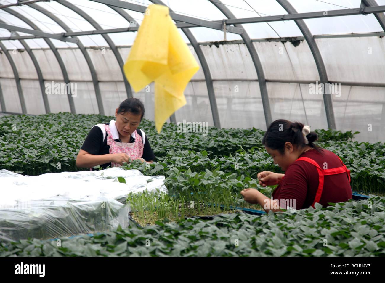Farmers works in a vegetable seedling farm in Liaocheng City, east ...