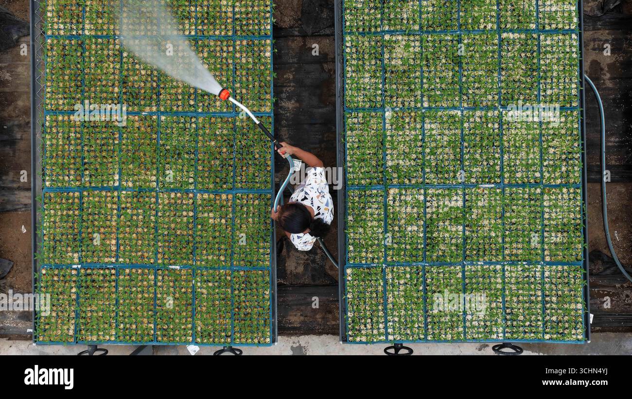 Farmers works in a vegetable seedling farm in Liaocheng City, east ...
